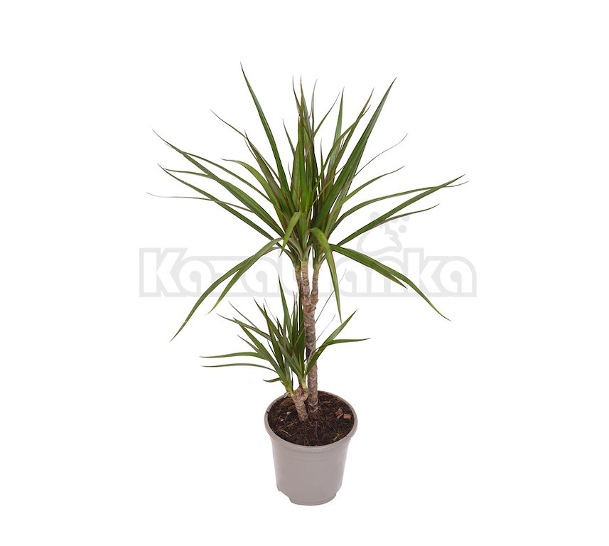 Dracaena Marginata