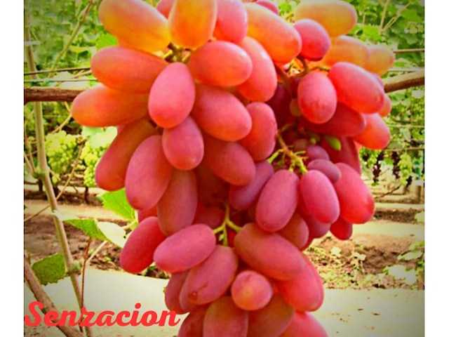 Stono grožđe `SENZACIJA`- reznica
