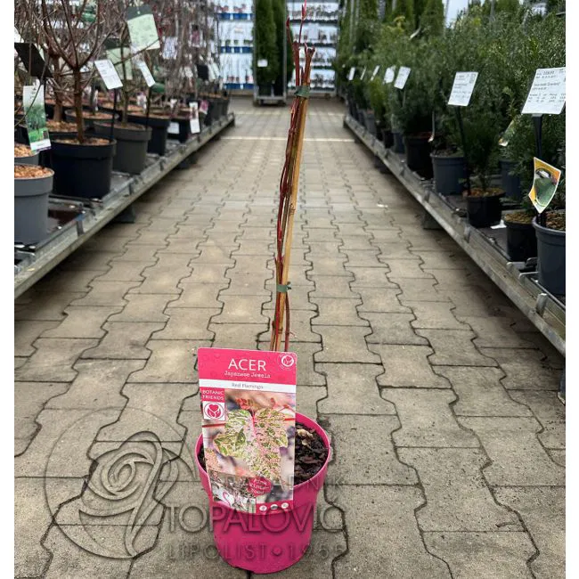 Acer x conspicuum 'Red Flamingo' • C3 • 50/60 cm