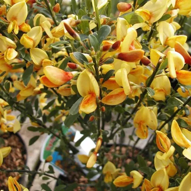 Cytisus 'Apricot Gem' • P 15 • 30/40 cm