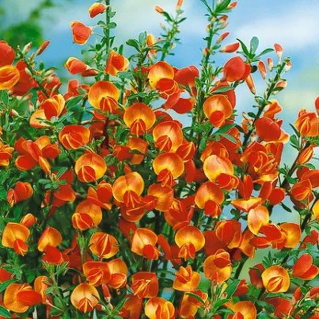 Cytisus Lena
