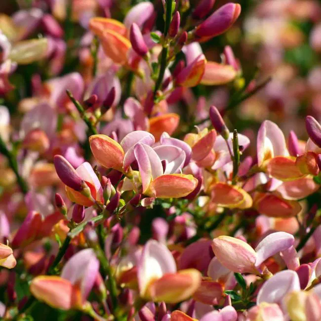 Cytisus praecox 'Zeelandia' • P 15 • 30/40 cm