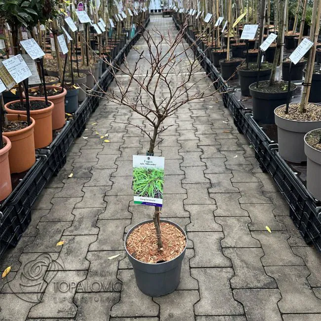 Fagus sylvatica 'Mercedes' • C5 L • kalem 40 cm