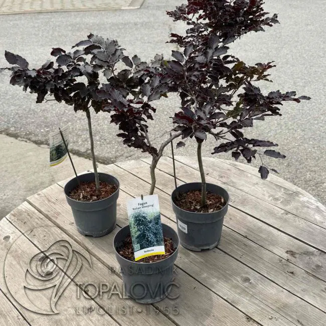 Fagus sylvatica 'Rohan Weeping' • C5 L • kalem 40 cm