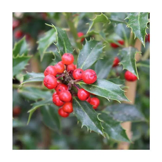 Ilex aquifolium Alaska