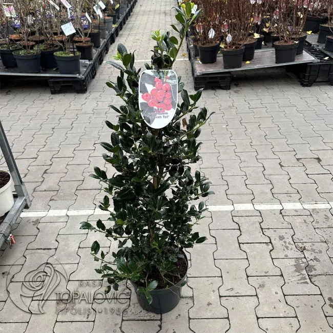 Ilex aquifolium 'J.C.Van Tol' • C7,5 L • kupa