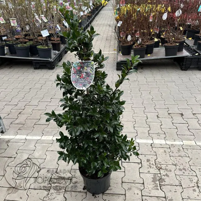 Ilex meserveae 'Blue Maid' • C7,5 l • 60/80 cm kupa