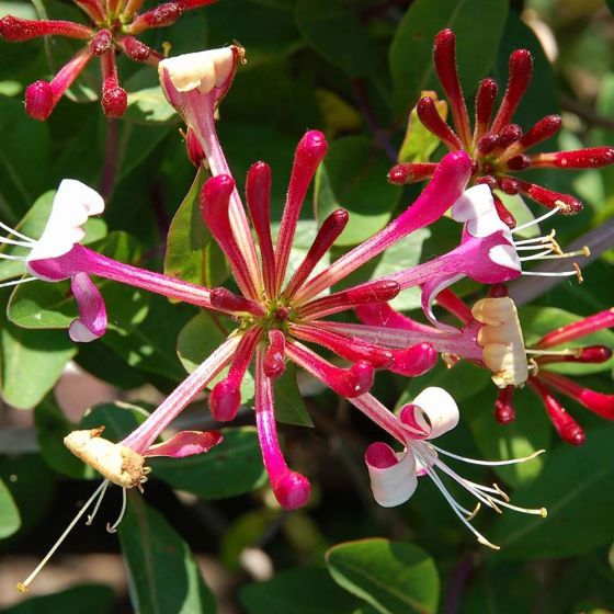 Lonicera periclymenum 'Serotina' • C2,5L • 70+ cm