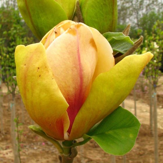 Magnolia 'Sunsation' • C7.5 L • 60/80cm