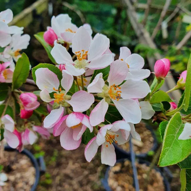 Malus 'Red Sentinel' • C7,5 l • kalem 120 cm