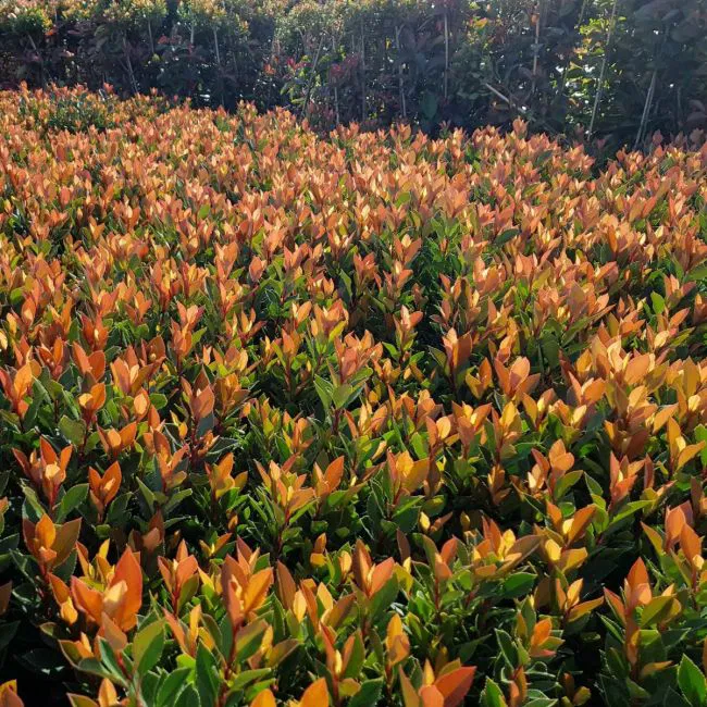 Photinia fraseri 'Chico'® • C3 L • kalem 50 cm