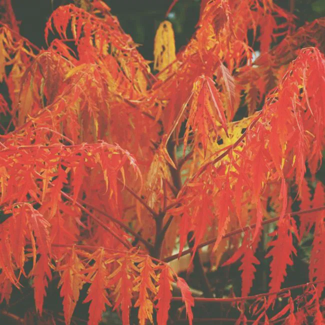 Rhus typhina Tiger Eyes