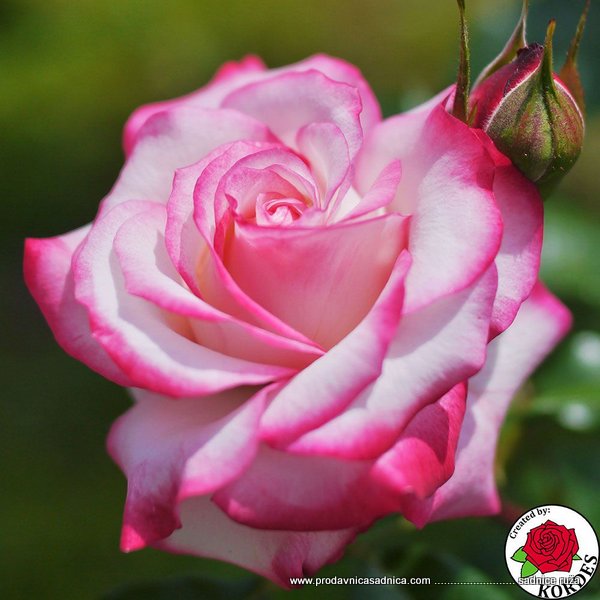 Laminuet ruža polijanta