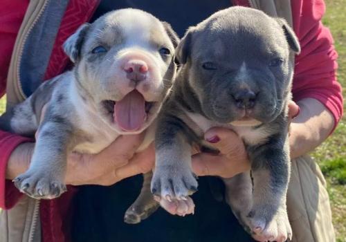 American bully pocket tricolor merle stenci