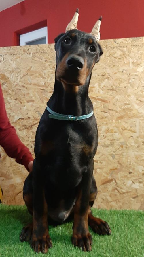 Štenci dobermana