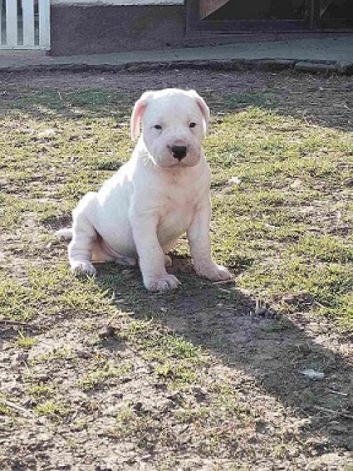 Dogo Argentino štenci