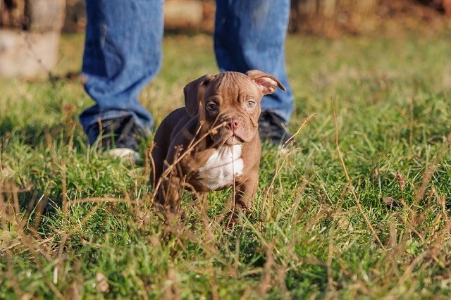 American Bully