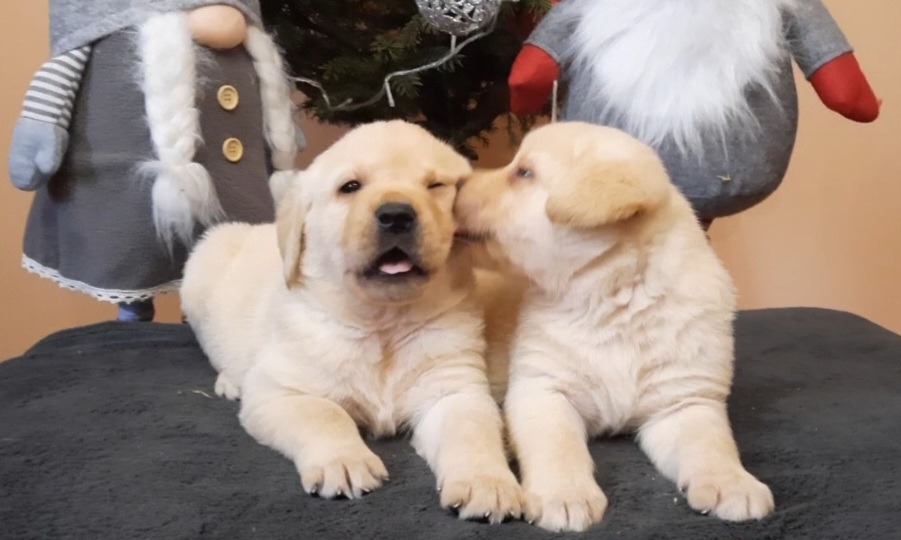 Labrador, prelepi čistokrvni štenci