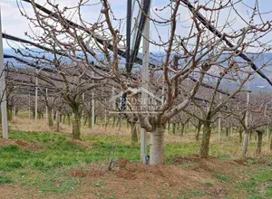 Prodaja Plac - Grocka, Begaljica