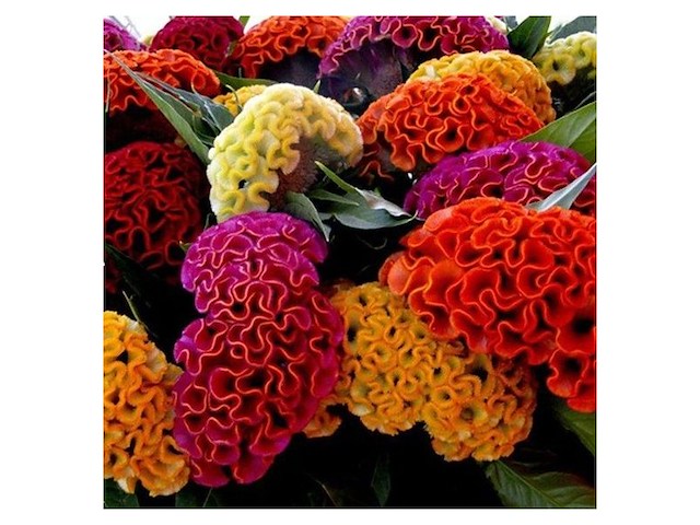 PETLOVA KRESTA MINI (Celosia cristata) - 50 semena