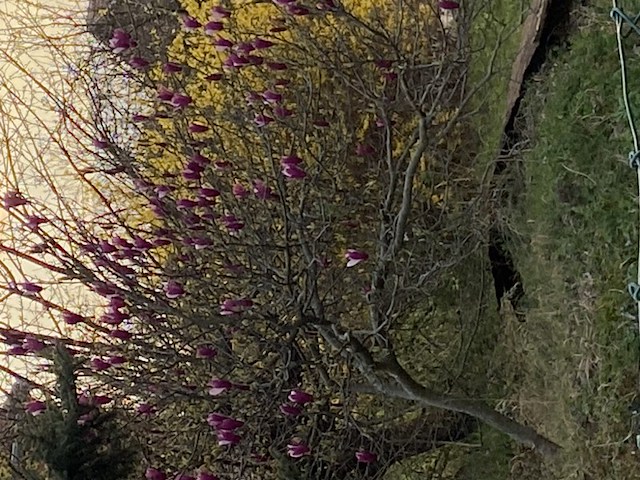 Magnolija  ljubičasto bela