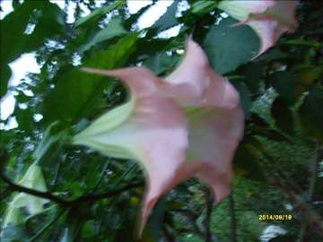 Cveće božije drvo - Anđeoska biljka