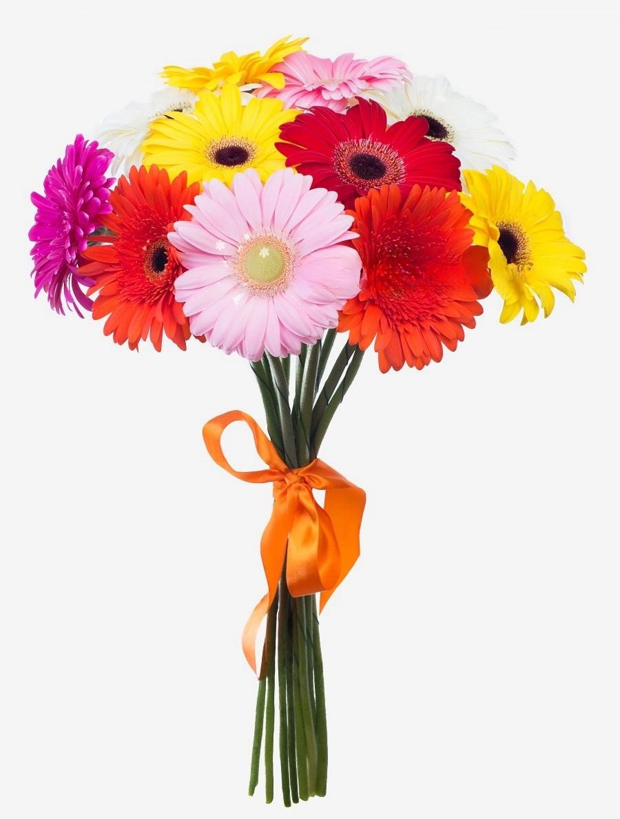 12 Gerbera