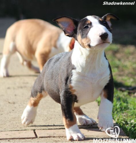 Mini Bull Terijer štenci