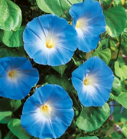 Ladolež plavi krupnocvetni– oko 170 semenki