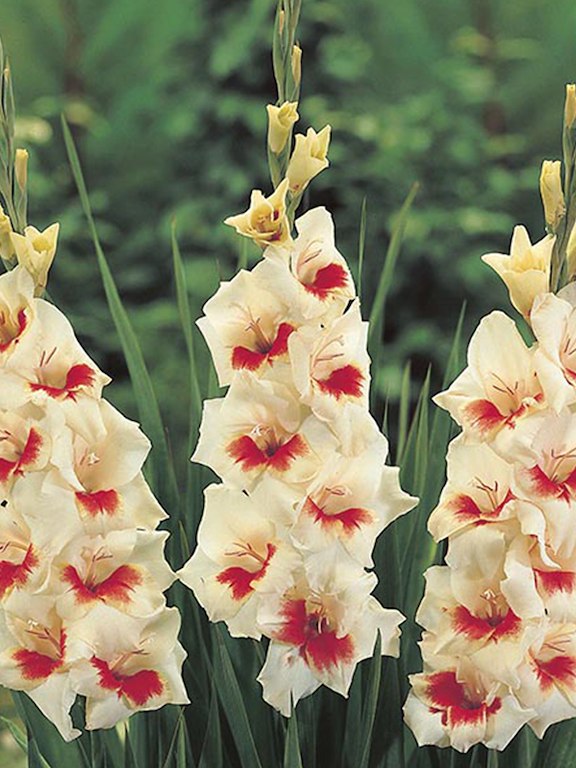 Gladiola Mary Housley