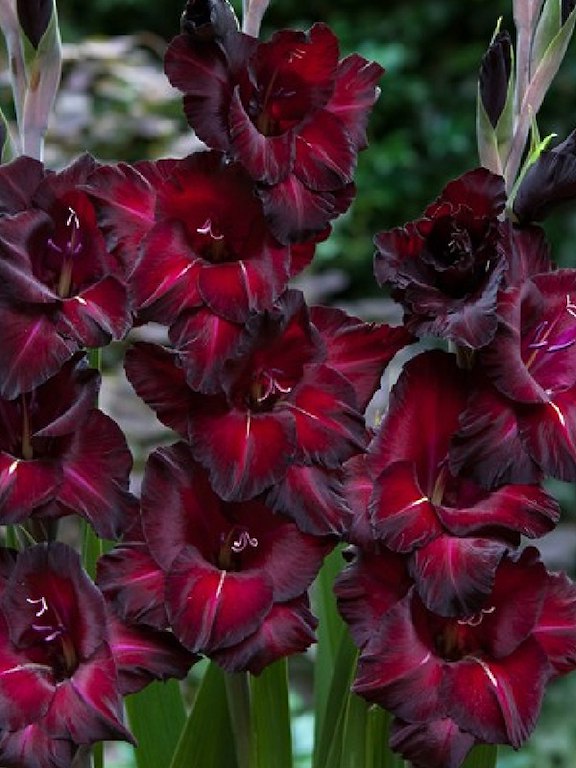 Gladiola Tamno Crvena