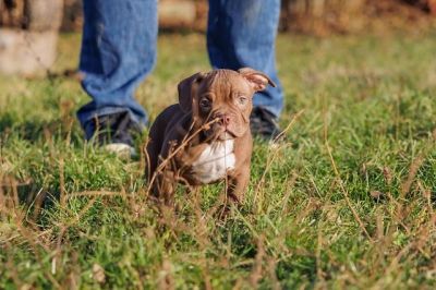 American Bully