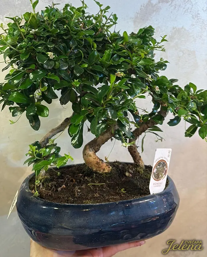 Bonsai