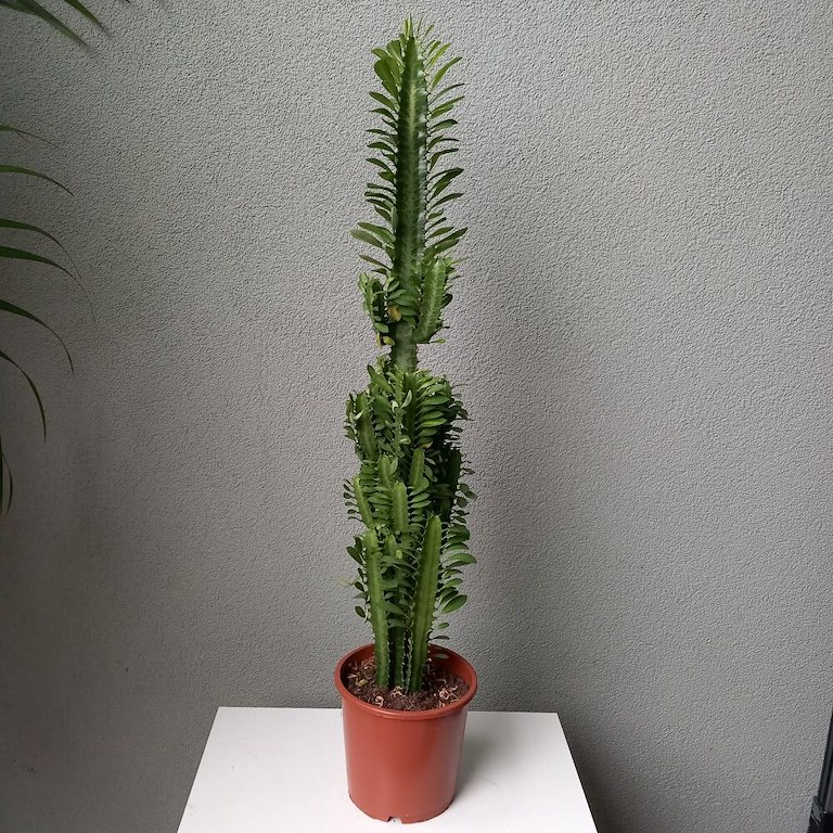 Euphorbia trigona 85 cm