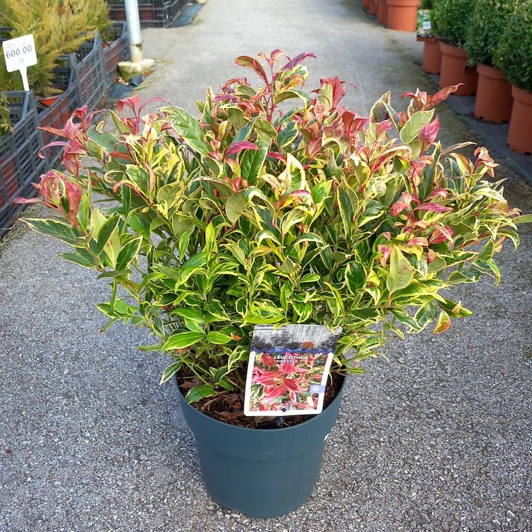 Leucothoe axillaris Firestar 30 cm