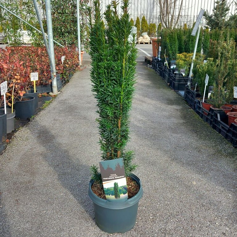 Taxus baccata Fastigiata Robusta 85 cm
Taxus baccata Fastigiata Robusta 85 cm