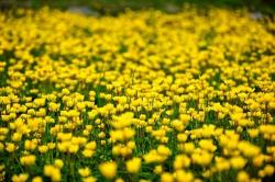 Zuti Zvezdan (5000+ sem)-Bogat polenom,nektarom.
