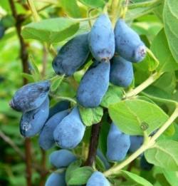 Kamcatska borovnica (seme) Haskap Lonicera caerulea