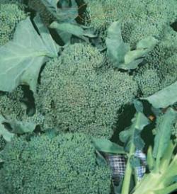 Brokoli Korvet 1gr