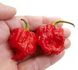 Carolina reaper Pimenta