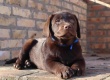 Labrador retriver čokoladni štenci