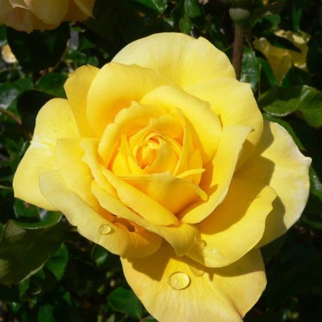 Zlatna Klementina grmolika ruža