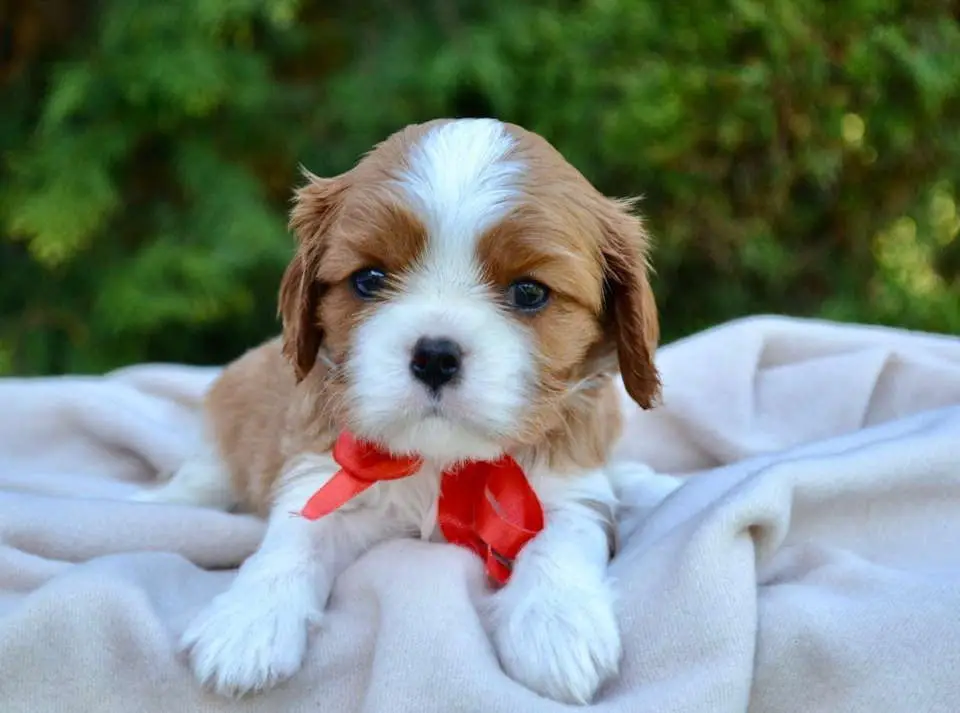 CAVALIER KING CHARLES spaniel štenci