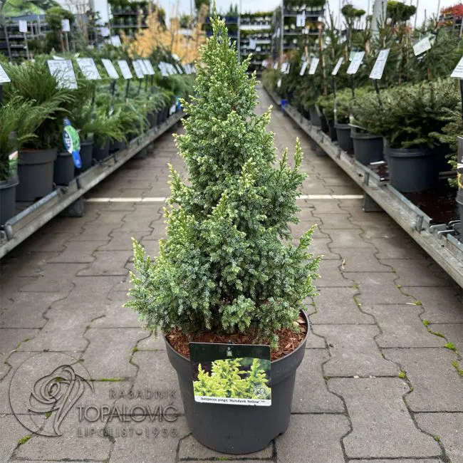 Juniperus ping. 'Hulsdonck Yellow'• C 7,5 l • 40-50 cm