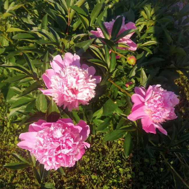 Paeonia lact. Alexander Flemming