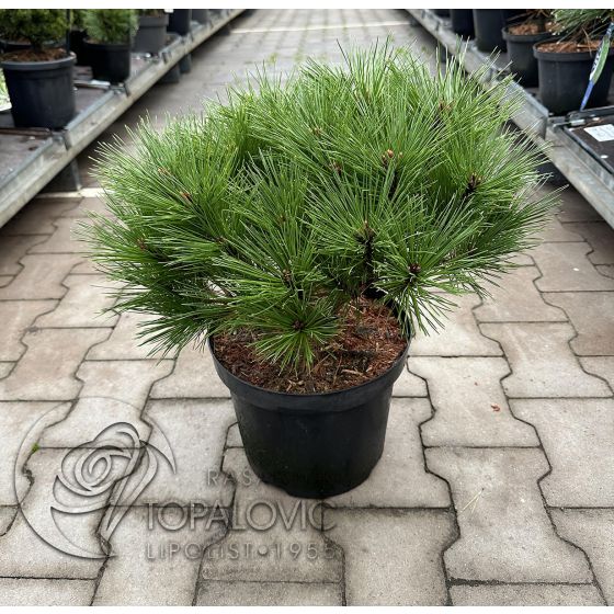 Pinus densiflora 'Benelux' • C7,5 L • 25/30 cm