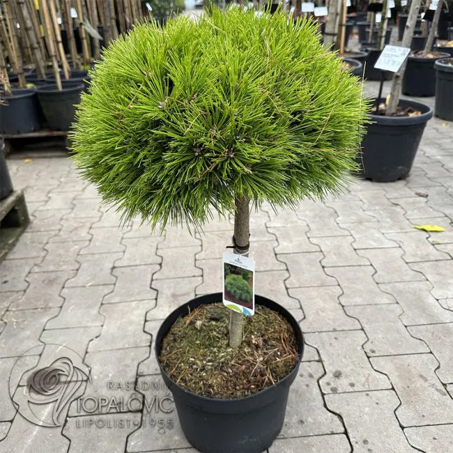 Pinus densiflora 'Low Glow' • C10 L • kalem 40 cm