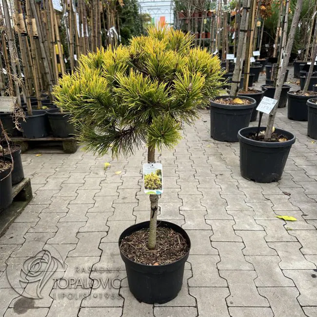 Pinus mugo ' Golden Glow' • C 10 L • kalem 60 cm