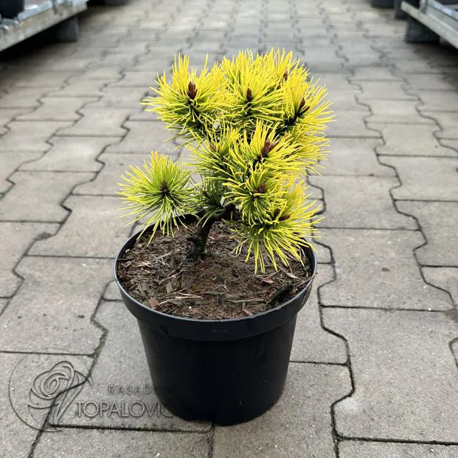 Pinus mugo ' Golden Glow' • C 3 L •15-20 cm