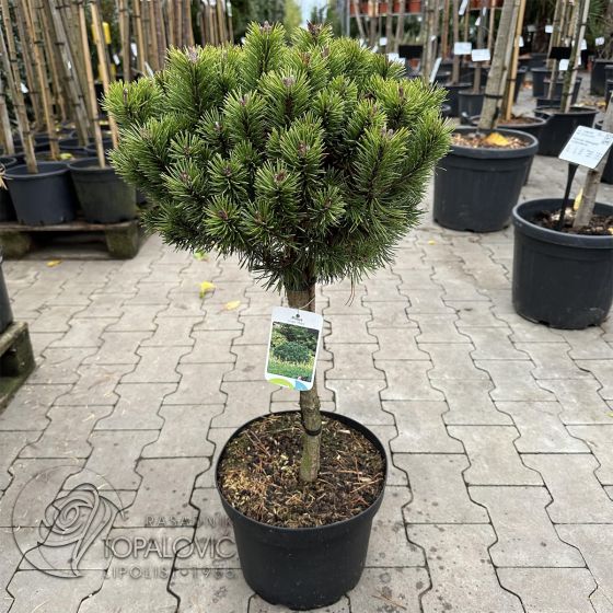 Pinus mugo 'Mops' • C 10 l• kalem 40 cm